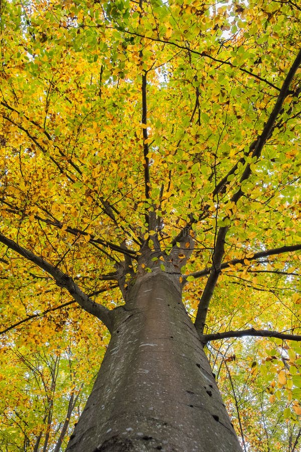 Beech Treetop Covered in Yellow Autumn Leaves Stock Photo - Image of ...