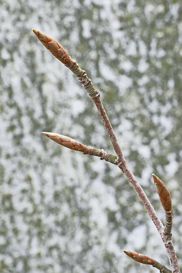 Beech twig stock image. Image of lush, background, budding - 53252645