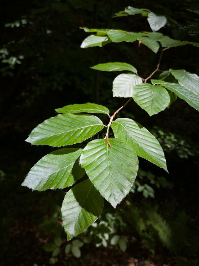 Beech Twig with Green Leaves in the Sun Against the Dark Shade in the ...