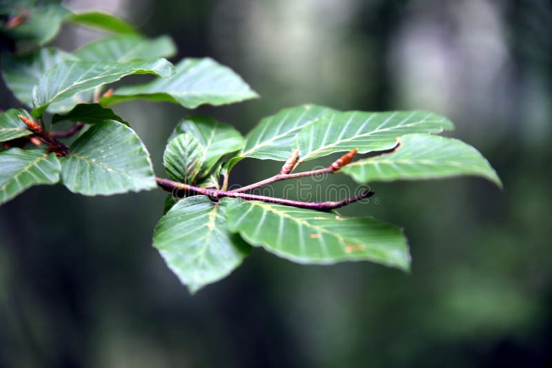 Beech Twig with Leaves Fagus Sylvatica Stock Image - Image of nature ...