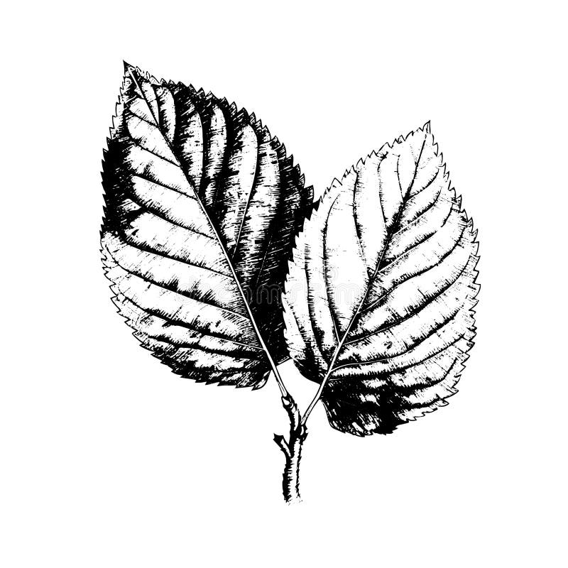 Beech Tree Etching Stock Illustrations – 25 Beech Tree Etching Stock ...