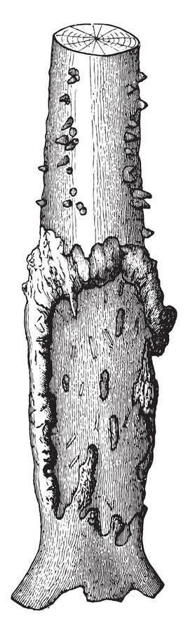 Debarked Stock Illustrations – 4 Debarked Stock Illustrations, Vectors ...