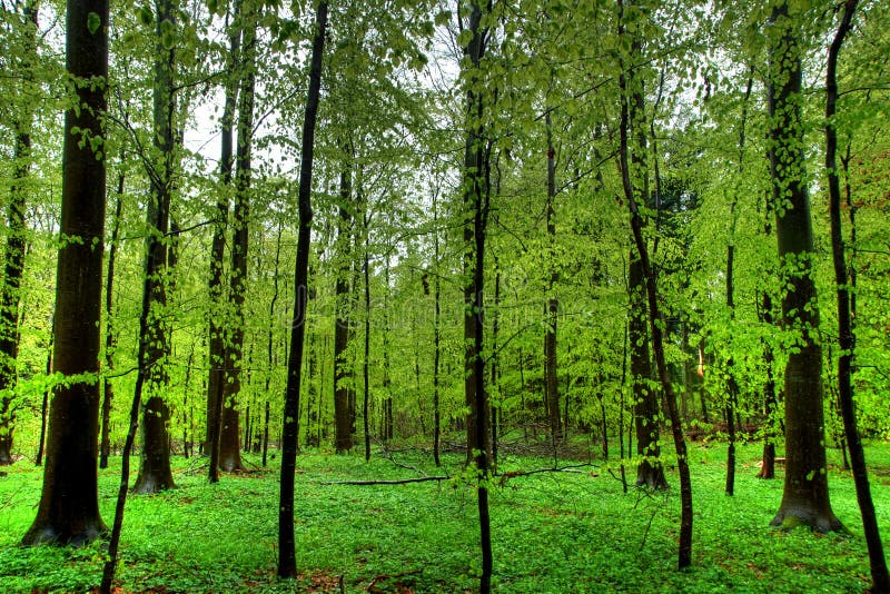 Beech wood stock photo. Image of clad, landscape, seasonal - 14405398