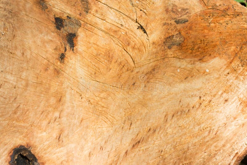 Beech wood stock photo. Image of sylvatica, texture, european - 16537058