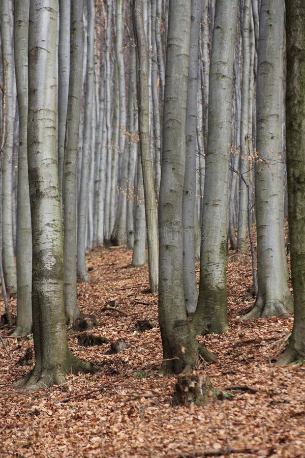 Beech wood stock image. Image of tree, beech, wallpaper - 21399893