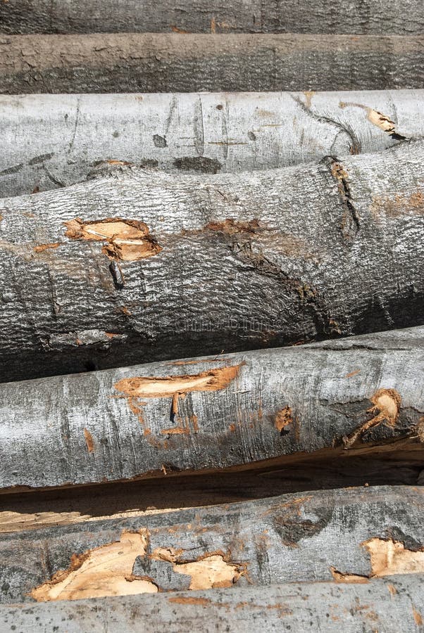 Beech wood cut logs stock image. Image of material, trunk - 33388855