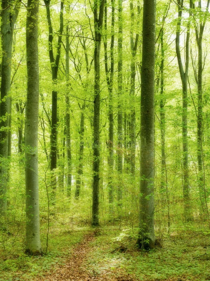 Beech wood stock image. Image of sunlight, natural, leaf - 93038253