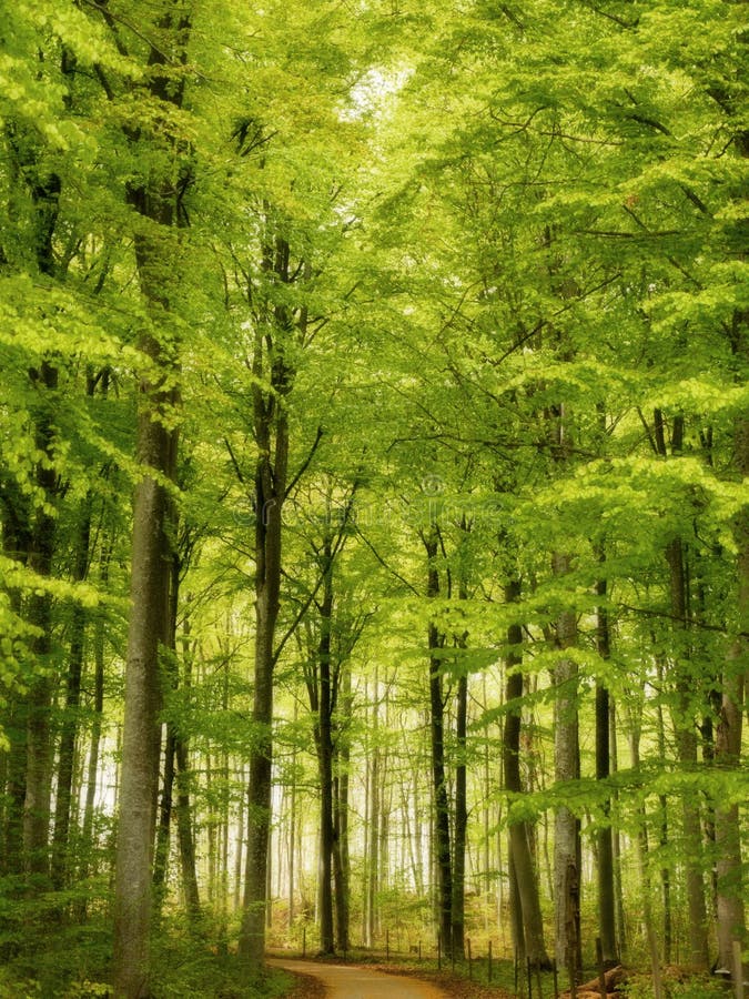 Beech Wood Landscape in Sunset Stock Image - Image of sweden, road ...