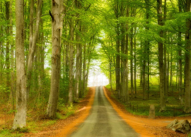 Beech wood stock image. Image of lights, leaf, seasonal - 93038329