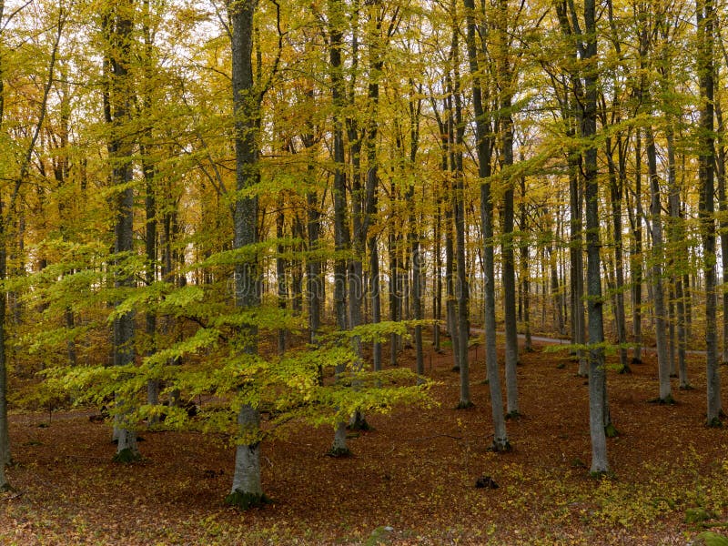 Beech Wood Landscape in Sunset Stock Photo - Image of sunset, outdoor ...