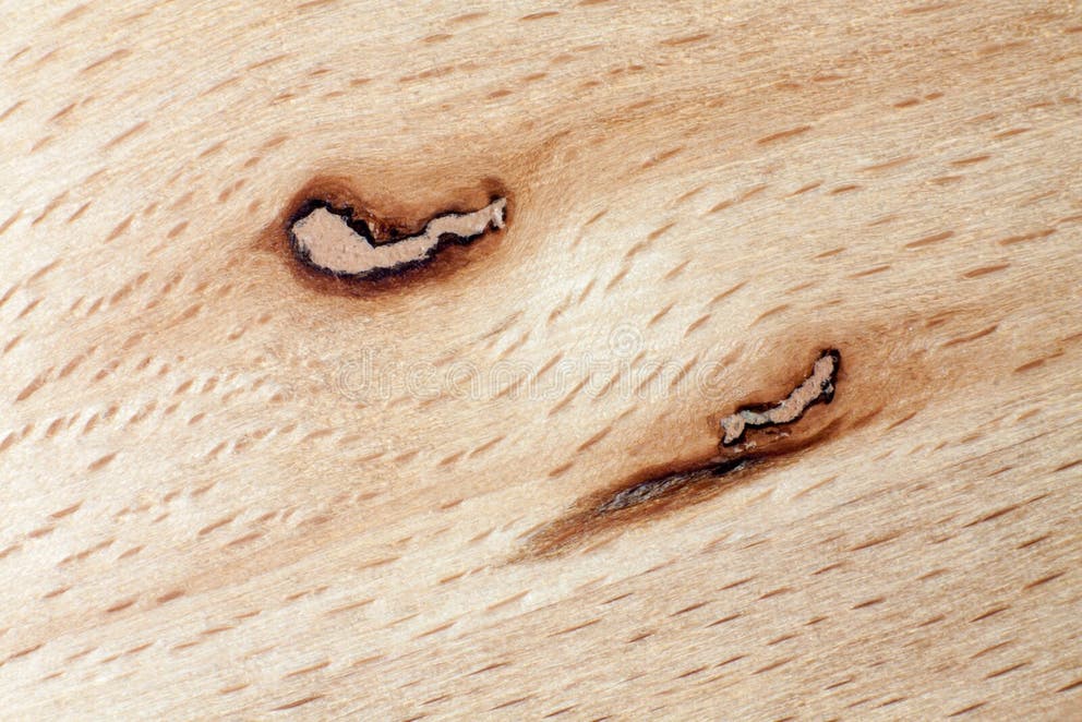 Beech wood pattern stock photo. Image of patterns, core - 44727534