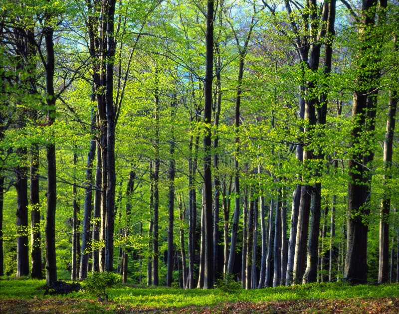 Beech wood spring stock photo. Image of nature, peace - 11546230
