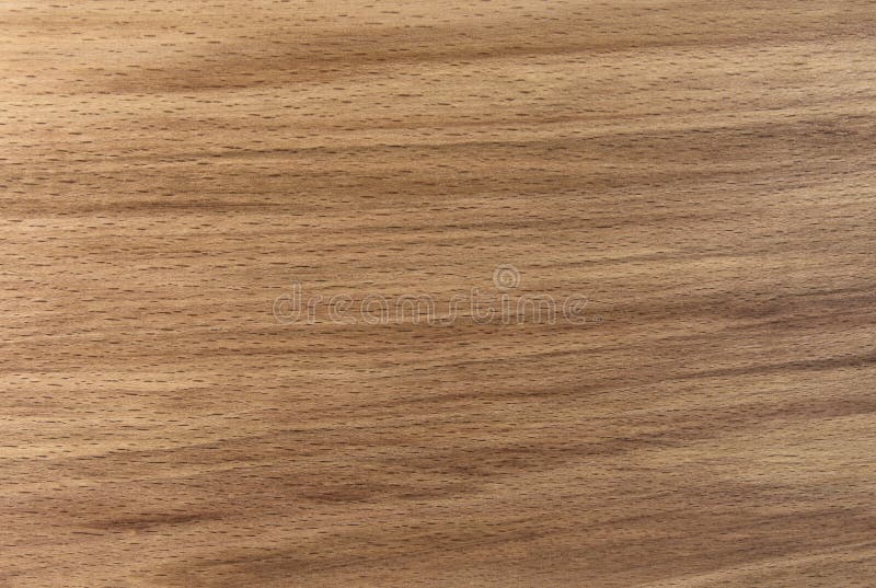 Beech Texture