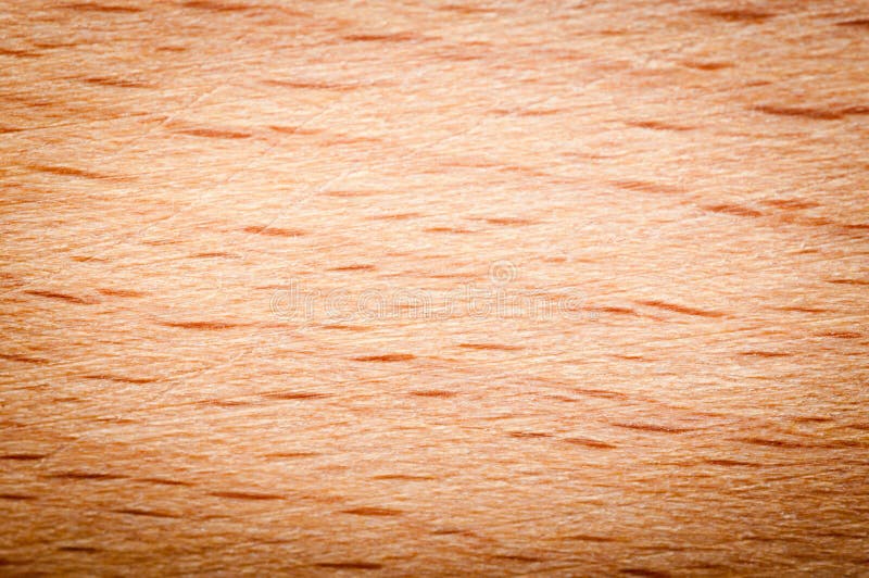 Beech wood texture stock photo. Image of beech, natural - 30867988