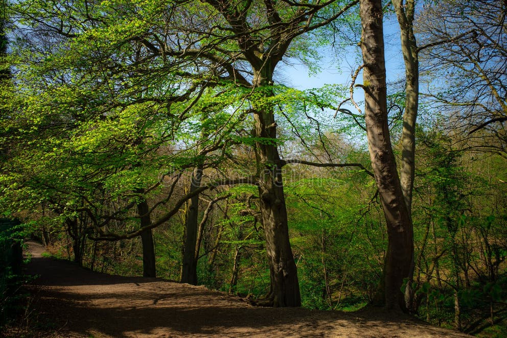 Beech Woodland Scene stock image. Image of dramatic - 181538239