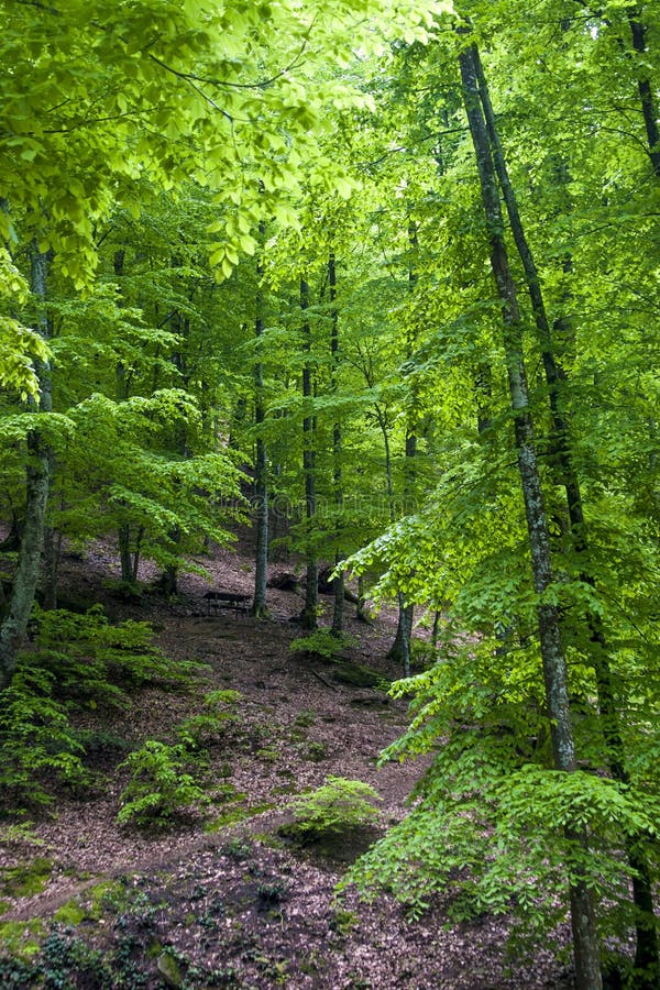 Beech woods stock photo. Image of forest, environment - 140901132