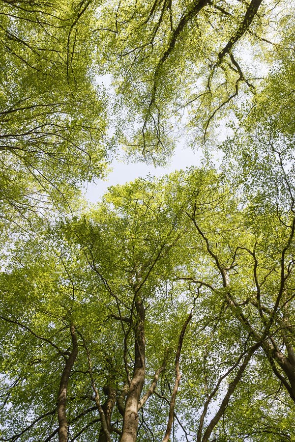 Beech woods in spring stock photo. Image of tree, treebranch - 36329730