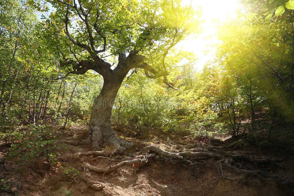 Beechen grove stock photo. Image of mountain, fallen - 11119528