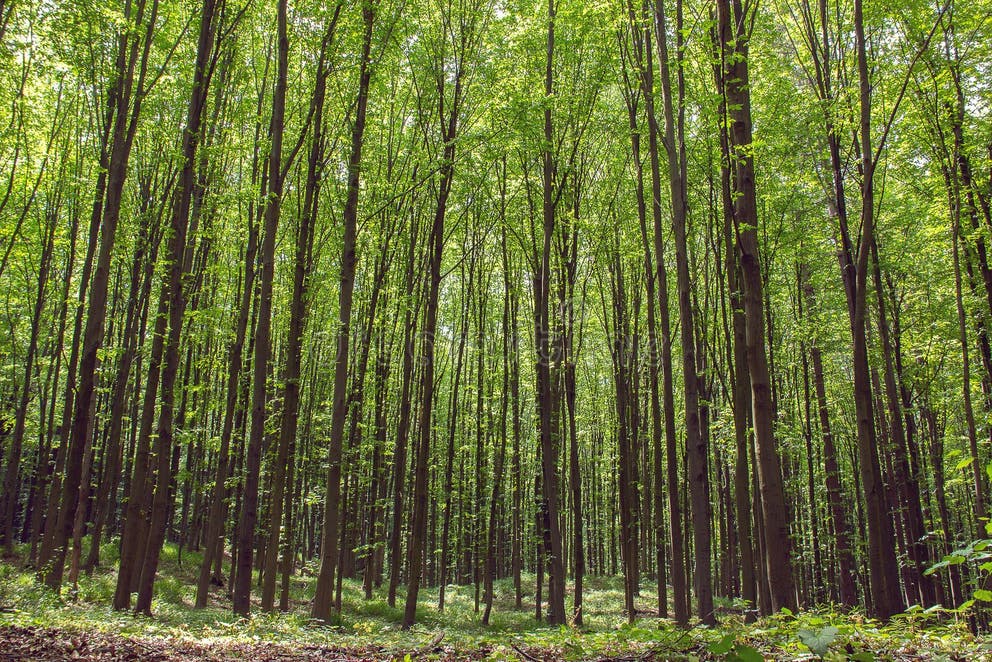 Beechen Tall Green Trees in a Forest Stock Image - Image of green, lush ...