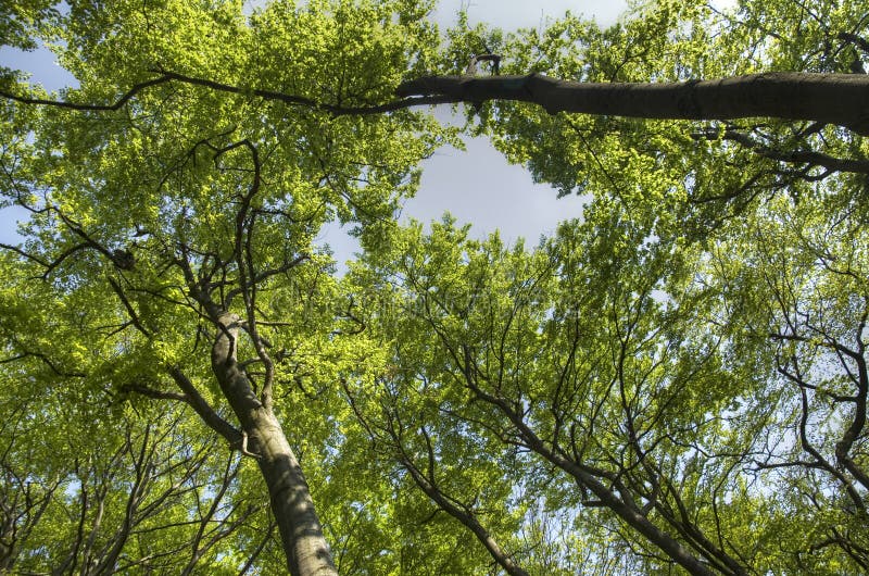Beeches stock photo. Image of autumnal, branches, green - 80617180