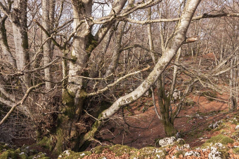 Winter on Mount Gorbea in the Basque Country Stock Photo - Image of ...