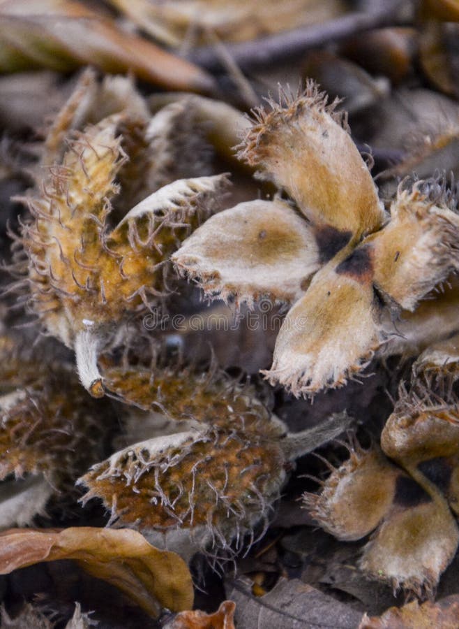 Beechnut Shells Stock Photos - Free & Royalty-Free Stock Photos from ...
