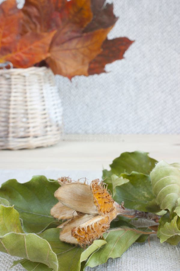 1,083 Empty Husk Stock Photos - Free & Royalty-Free Stock Photos from ...