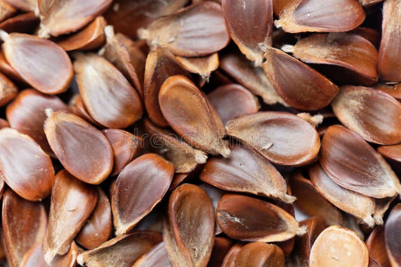Beechnuts of a European Beech Tree Stock Photo - Image of fall ...