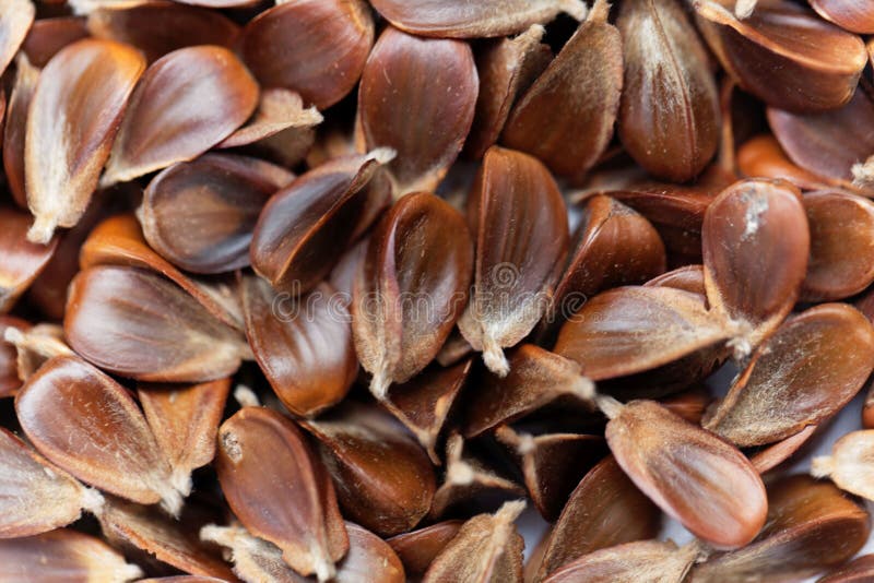 Beechnuts of a European Beech Tree Stock Image - Image of layout, shell ...
