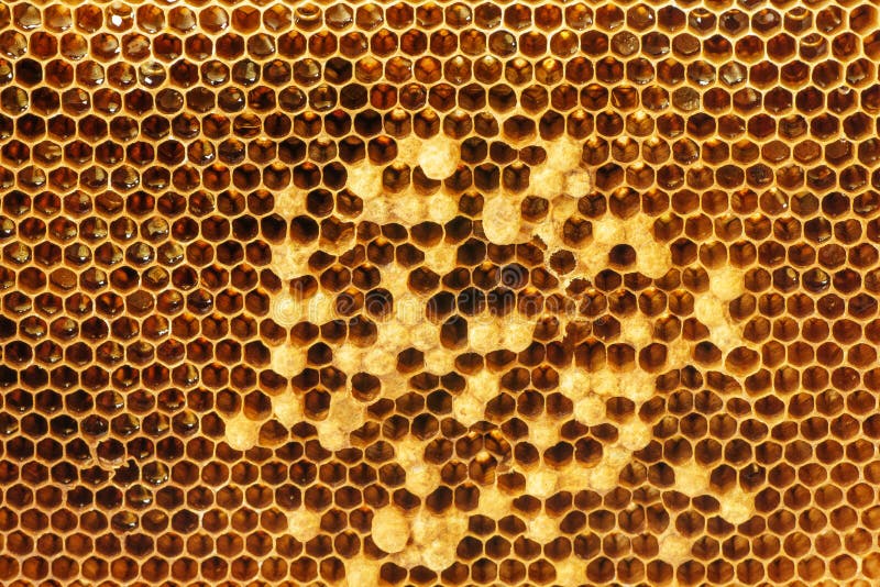 Beecomb texture close up stock image. Image of apiculture - 120024255