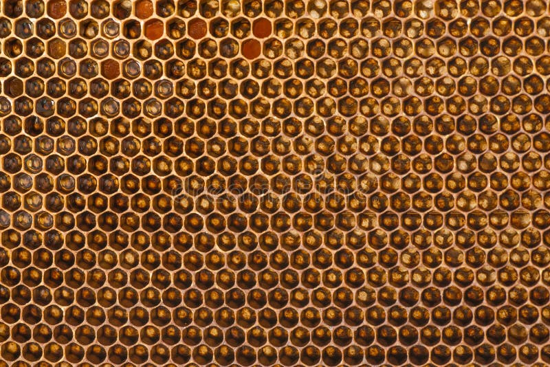 178 Honeycomb Microscope Stock Photos - Free & Royalty-Free Stock ...