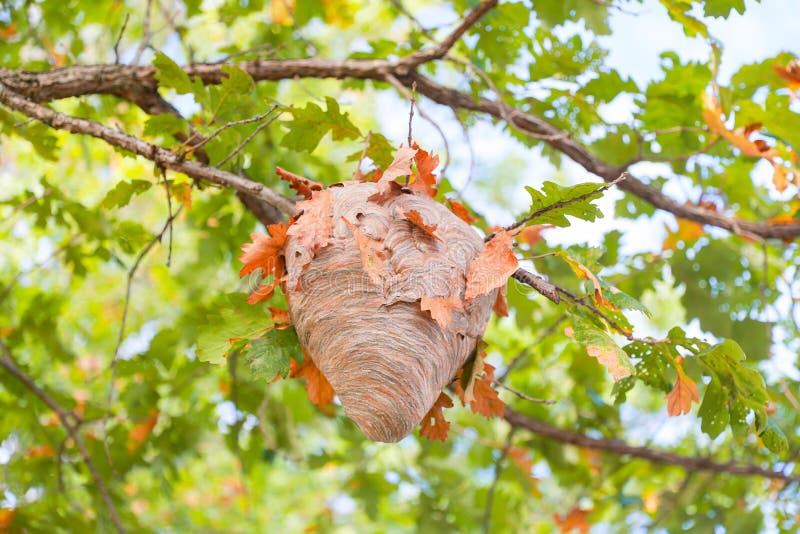 Beecomb on tree stock image. Image of bees, branch, beekeeping - 158203877