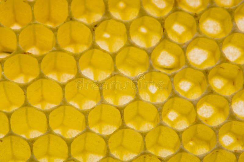 178 Honeycomb Microscope Stock Photos - Free & Royalty-Free Stock ...