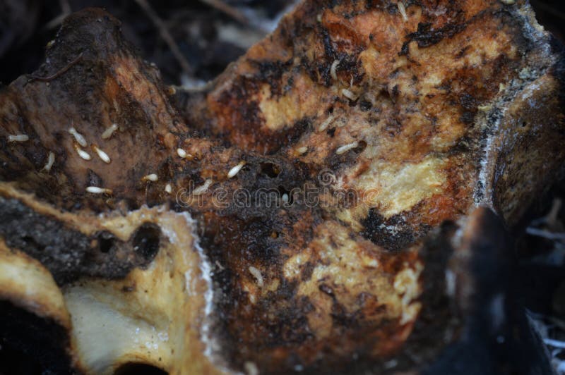 Beef bones with maggots stock photo. Image of snack - 240568754