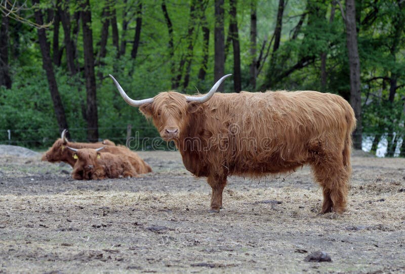 Beef breed cows stock photo. Image of mammal, cute, horns - 41119476