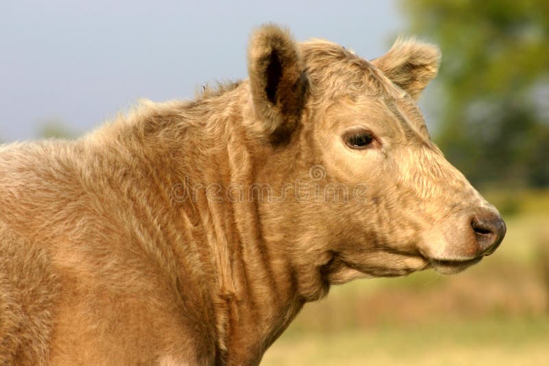 Red Beef Cow stock photo. Image of curious, alert, sunshine - 2319760