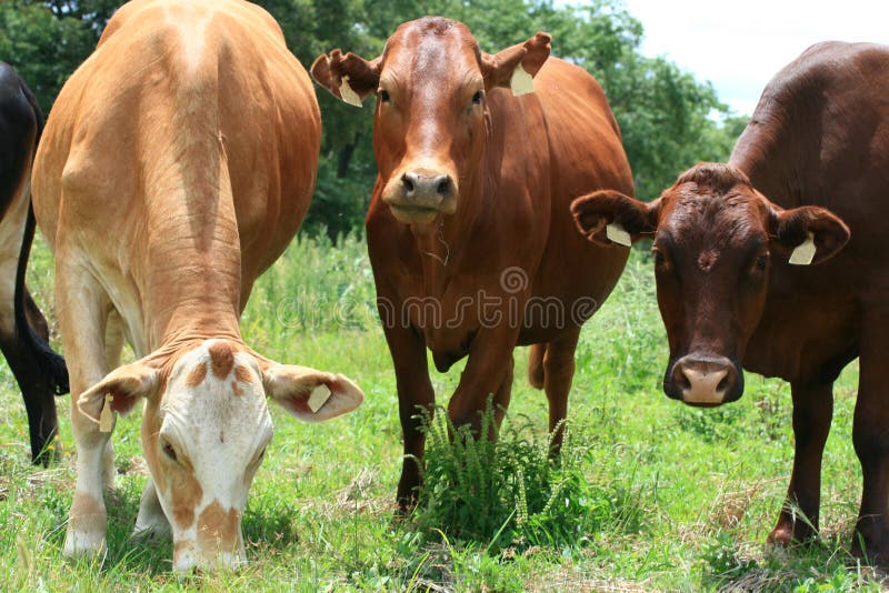 Beef Cattle stock photo. Image of grass, pasture, beef - 12759202