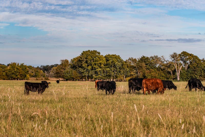 475 Texas Pasture Cows Stock Photos - Free & Royalty-Free Stock Photos ...