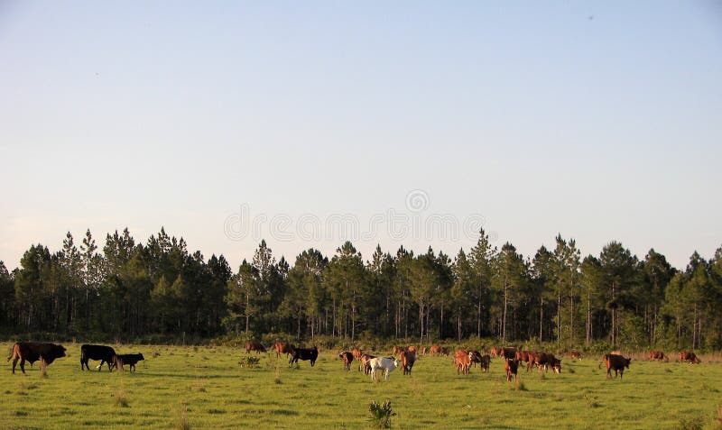 Beef Cattle Bos Taurus 3 stock image. Image of pasture - 73881401