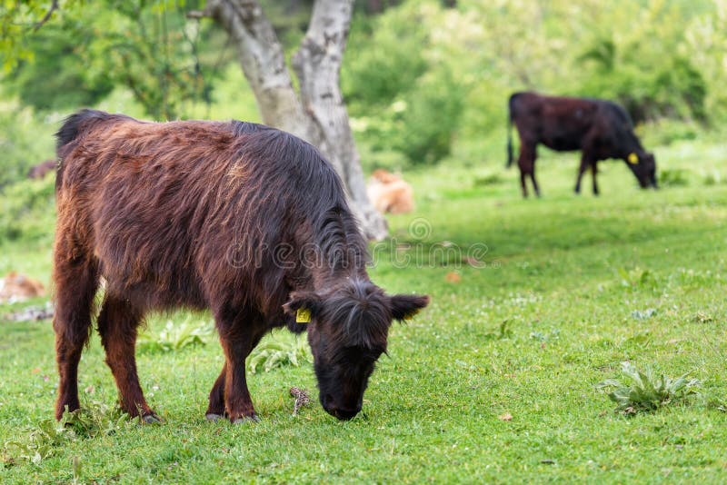 Beef cattle calves. stock image. Image of calves, livestock - 80187031