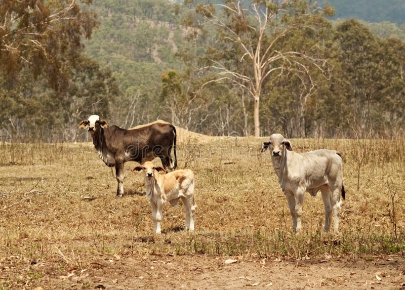Beef Cattle Cow Heifer and Calf Stock Photo - Image of live, pasture ...