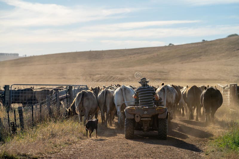 Cows in a Field in the Australian Outback Editorial Stock Image - Image ...