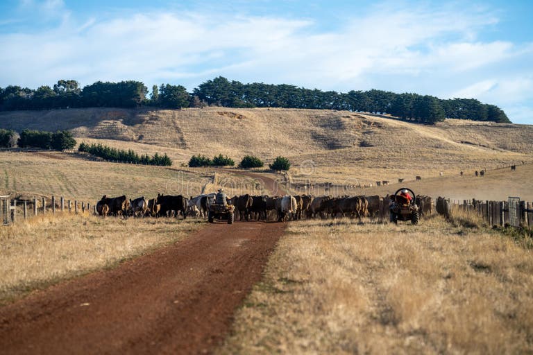 Cows in a Field in the Australian Outback Editorial Stock Image - Image ...