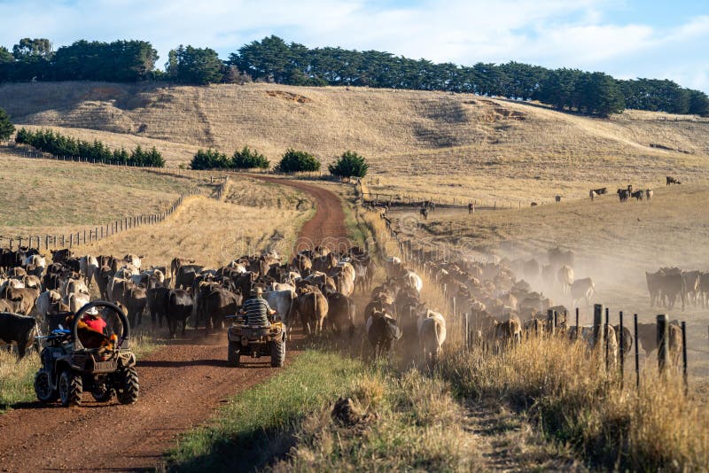 Cows in a Field in the Australian Outback Editorial Image - Image of ...