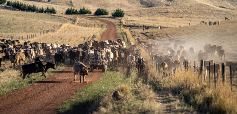 Cows in a Field in the Australian Outback Editorial Stock Image - Image ...