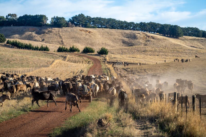Cows in a Field in the Australian Outback Editorial Photography - Image ...