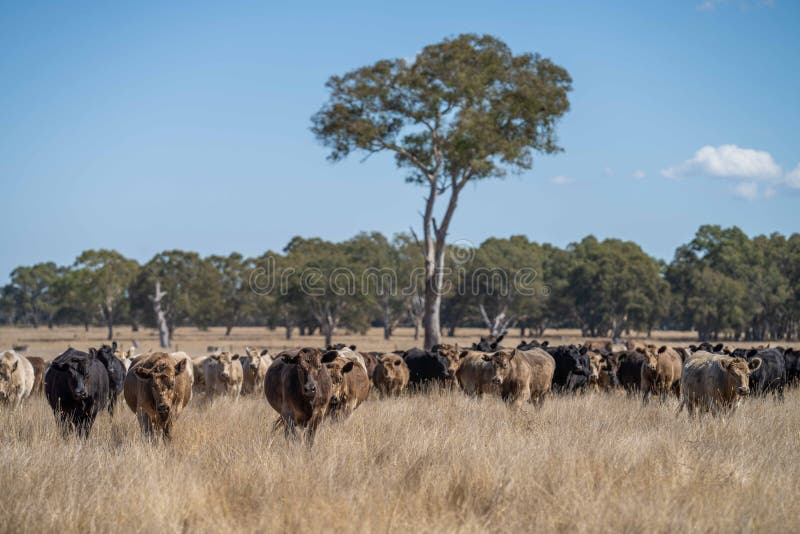 Cows in a Field on a Farm in Outback Australia Stock Photo - Image of ...