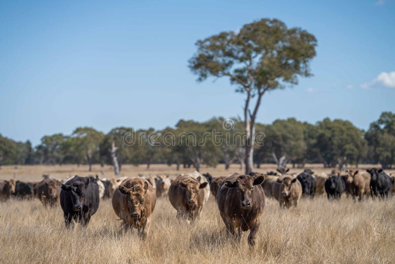Cows in a Field on a Farm in Outback Australia Stock Image - Image of ...