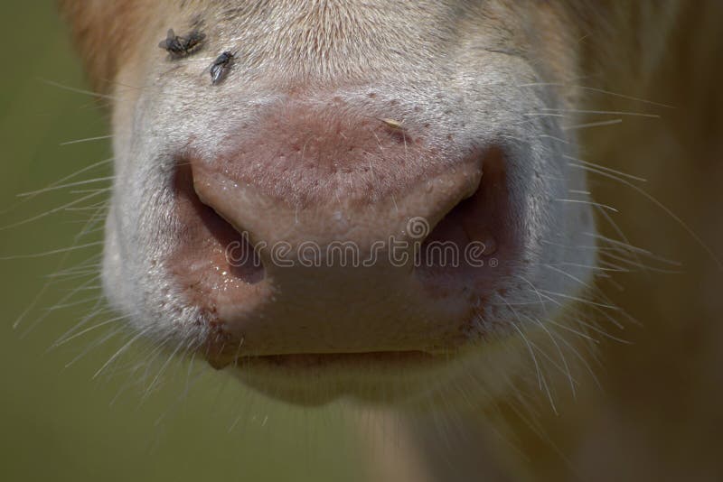 Beef Cattle Cows. Close-up of a Cow`s Nose Stock Image - Image of ...