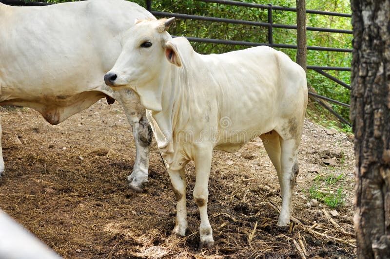 Beef cattle stock photo. Image of face, field, grazing - 108590190